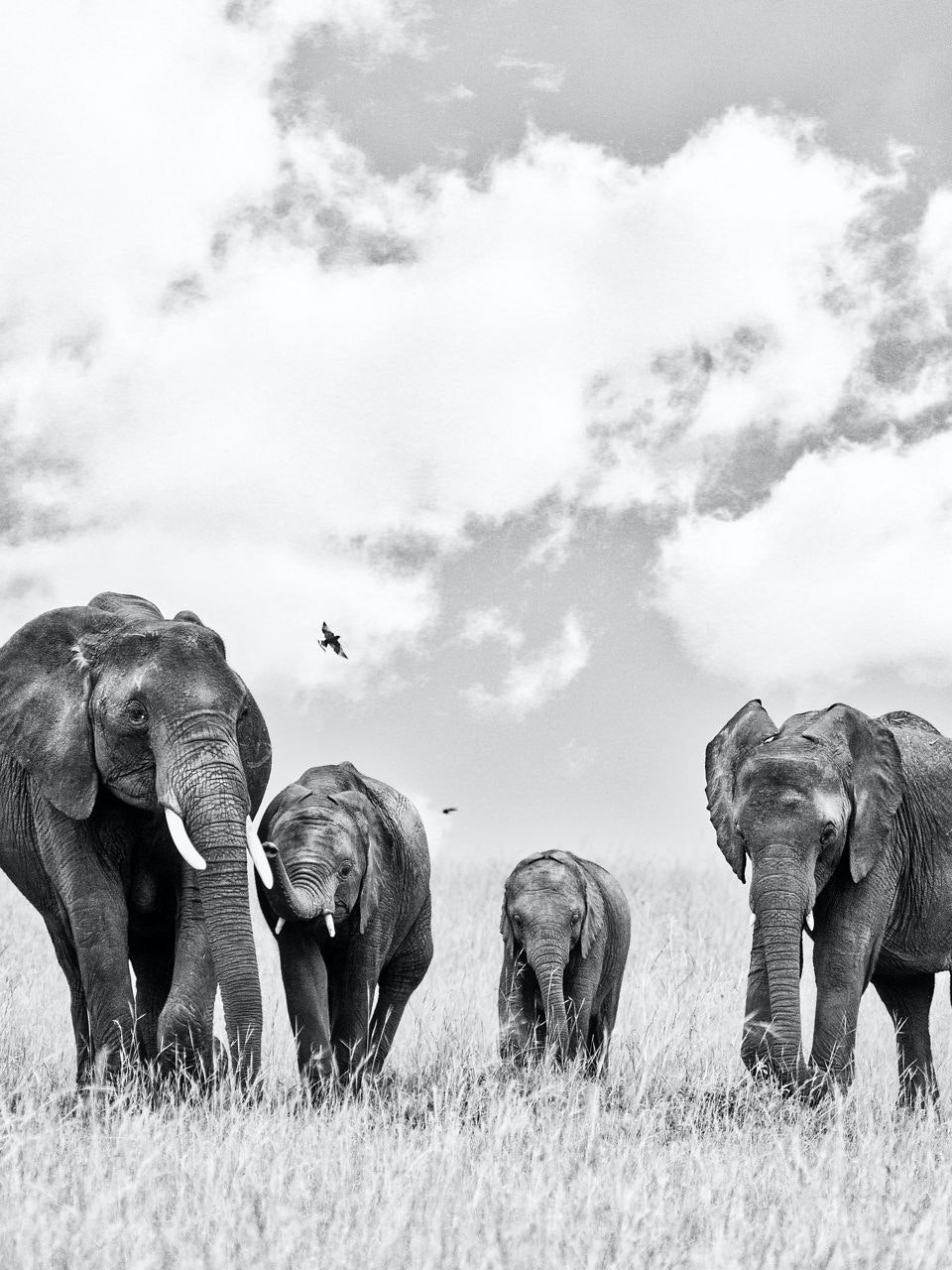 A Family Walk by Marina Cano | Banana Republic