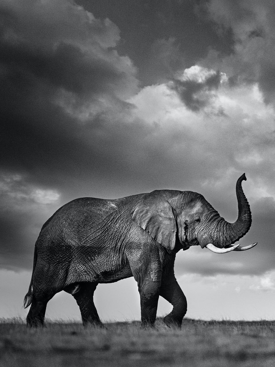 A Giant in the Land 5 by Marina Cano | Banana Republic