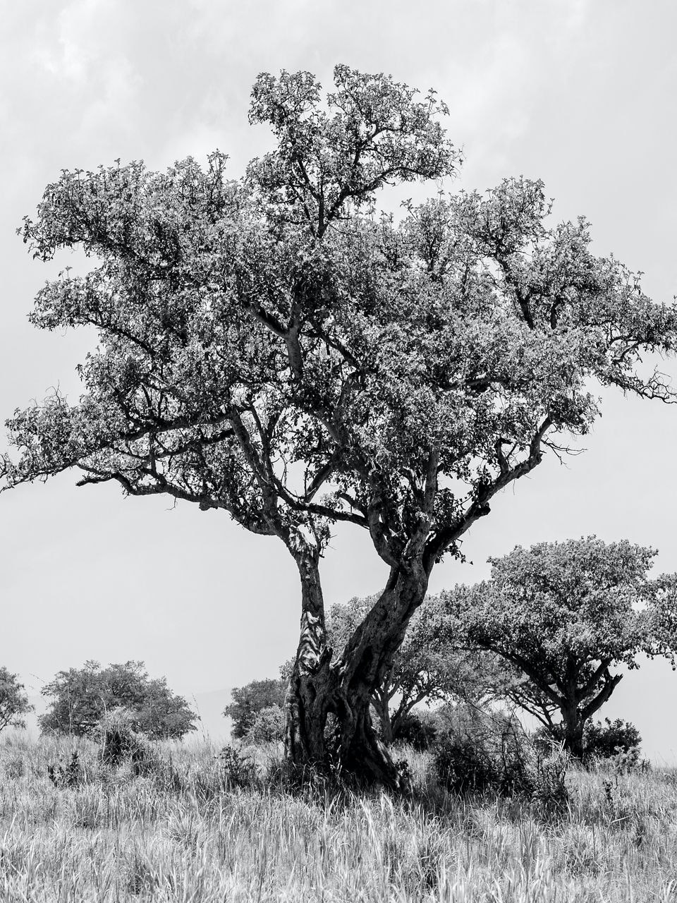 African Tree 4 by Nathan DeHart | Banana Republic