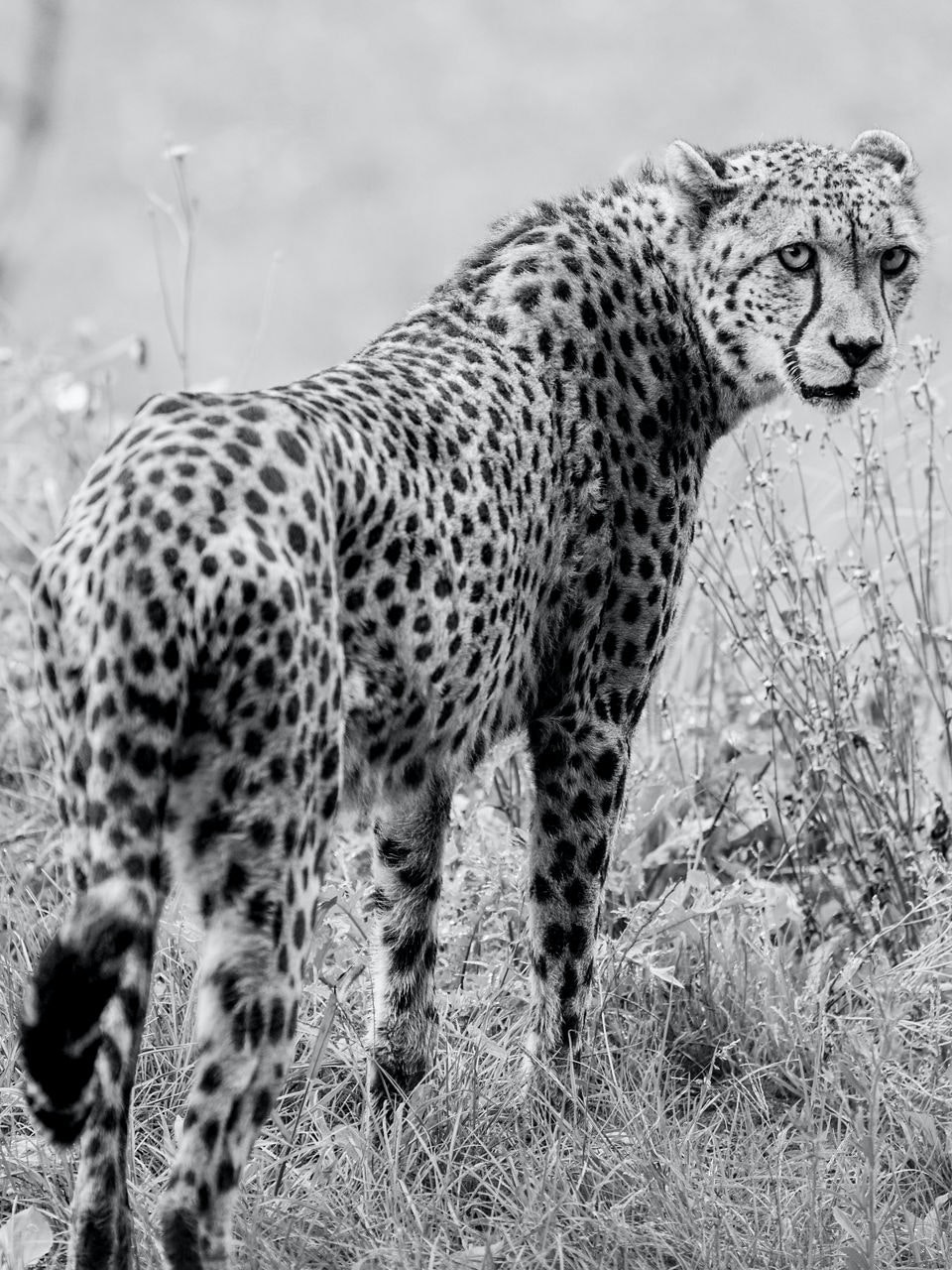 Black And White Cheetah Photography