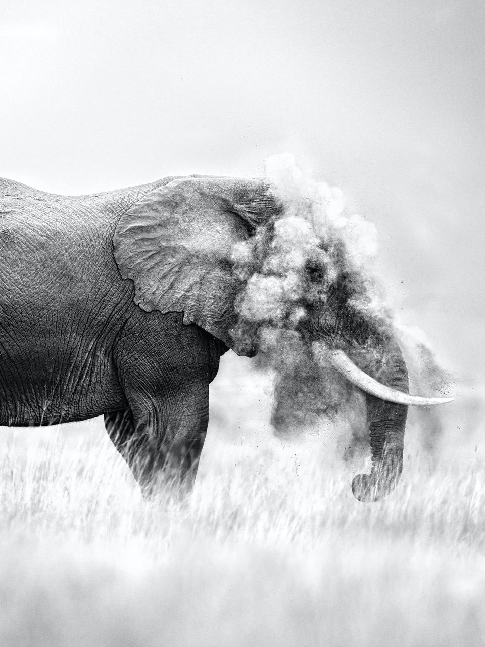 Dusting 2 by Marina Cano | Banana Republic