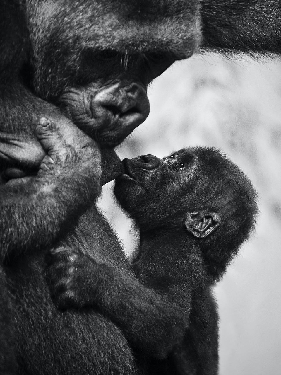 Feeding Time by Marina Cano | Banana Republic