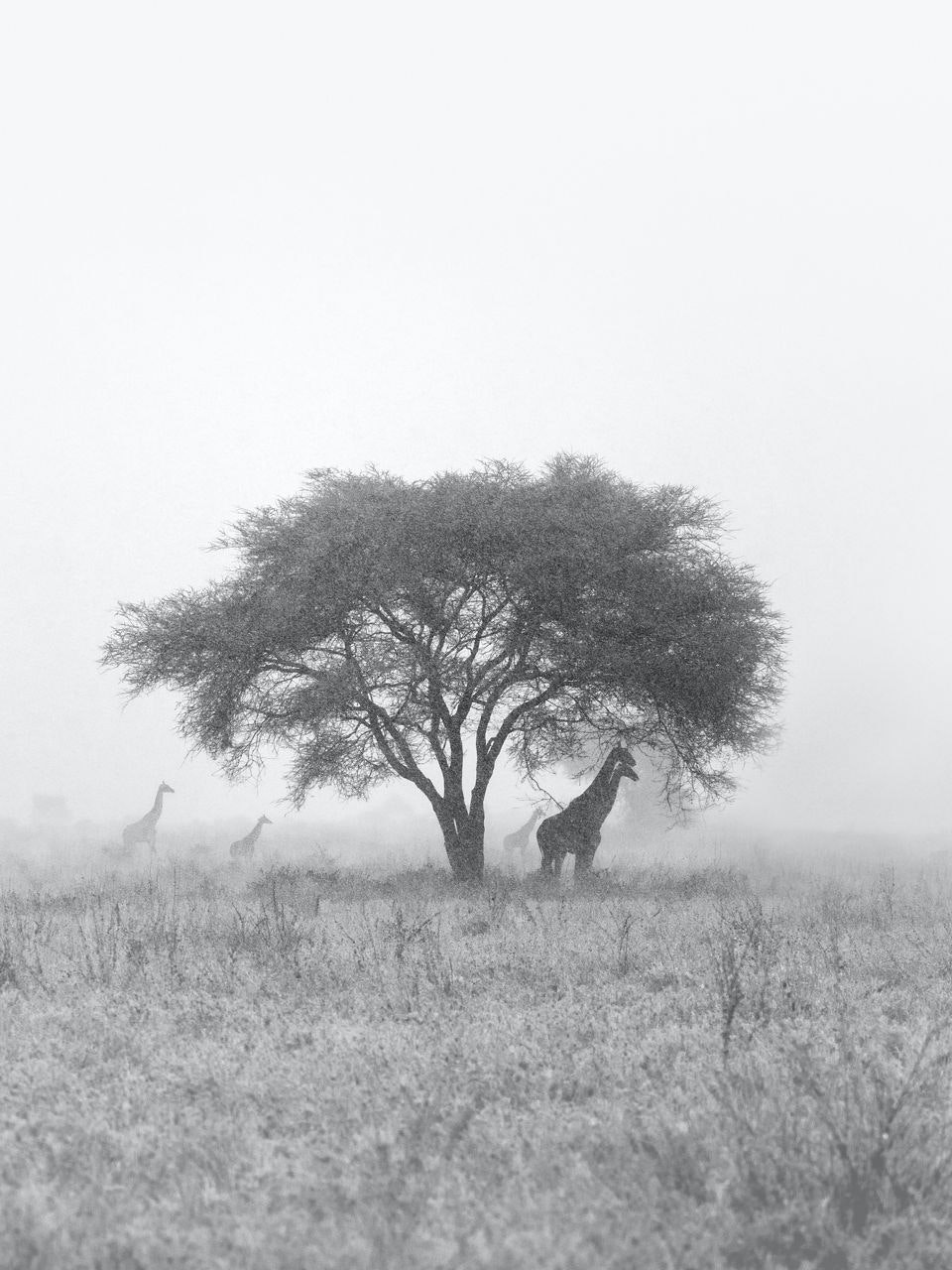 In the Mist 4 by Marina Cano | Banana Republic