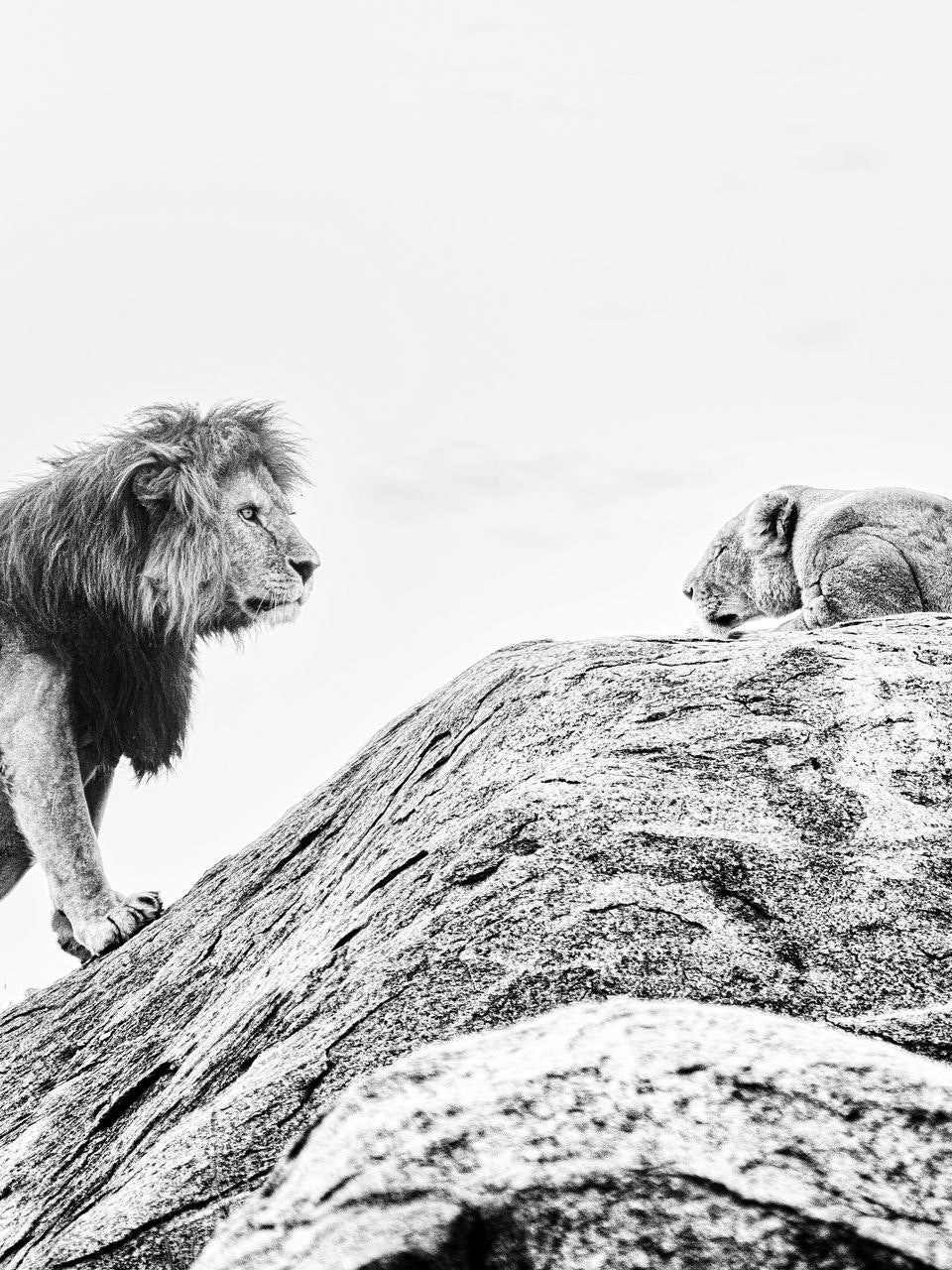 Meeting in the Wild 1 by Marina Cano | Banana Republic