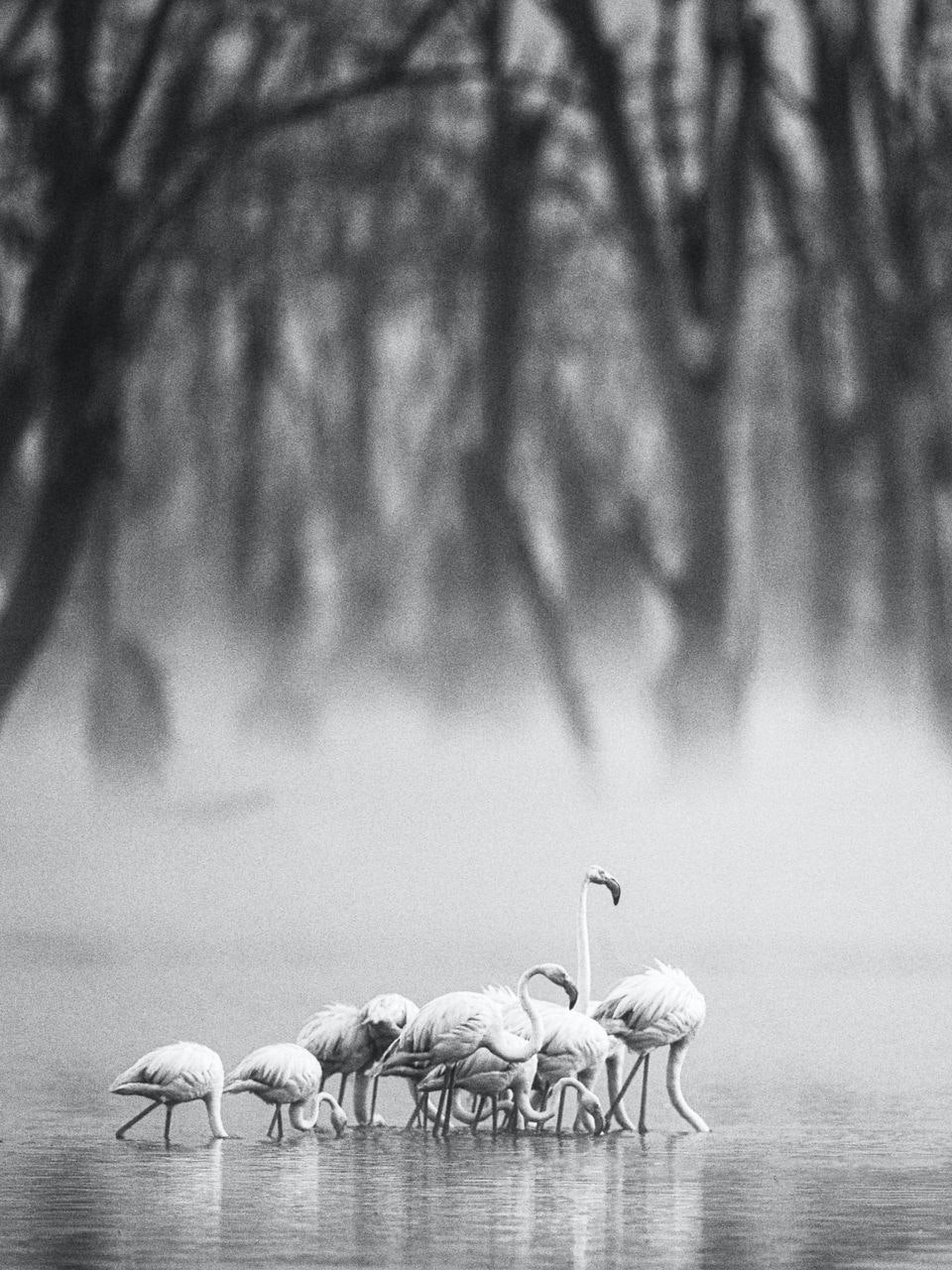 Mist on the Water 1 by Marina Cano | Banana Republic