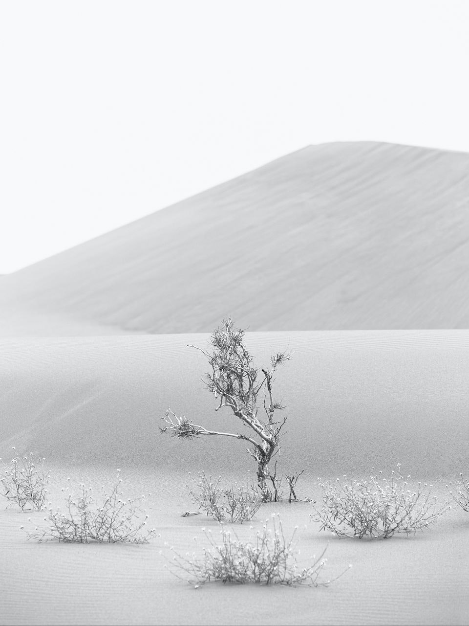 Moroccan Desert 3 by Alex Del Rio | Banana Republic