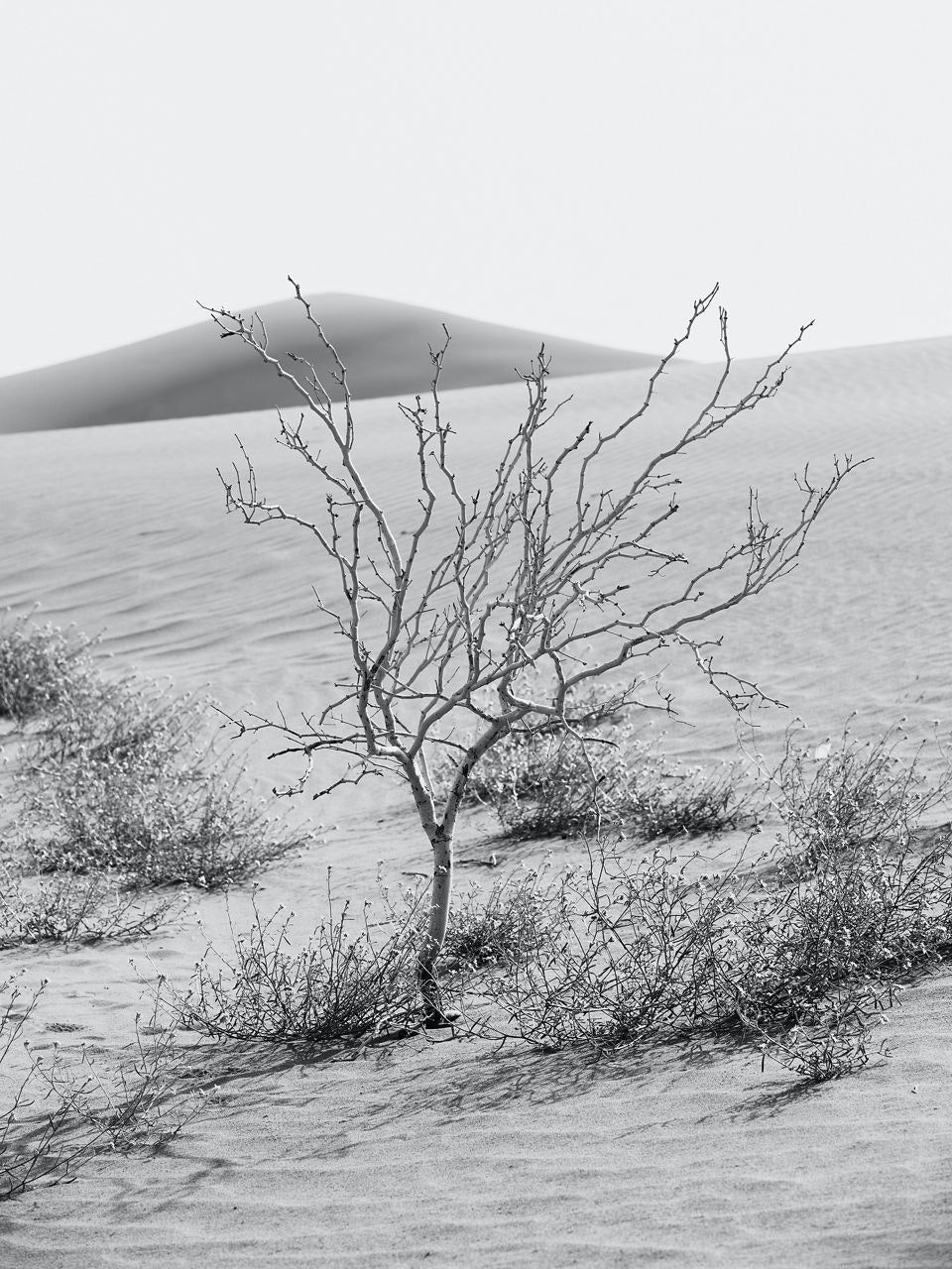 Moroccan Desert 7 by Alex Del Rio | Banana Republic