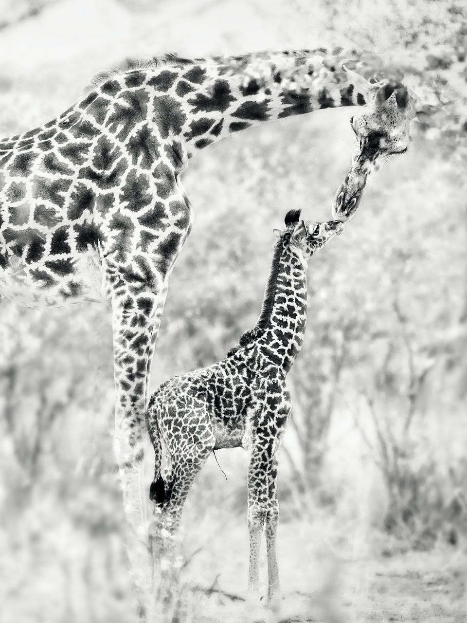 New to this World 3 by Marina Cano | Banana Republic