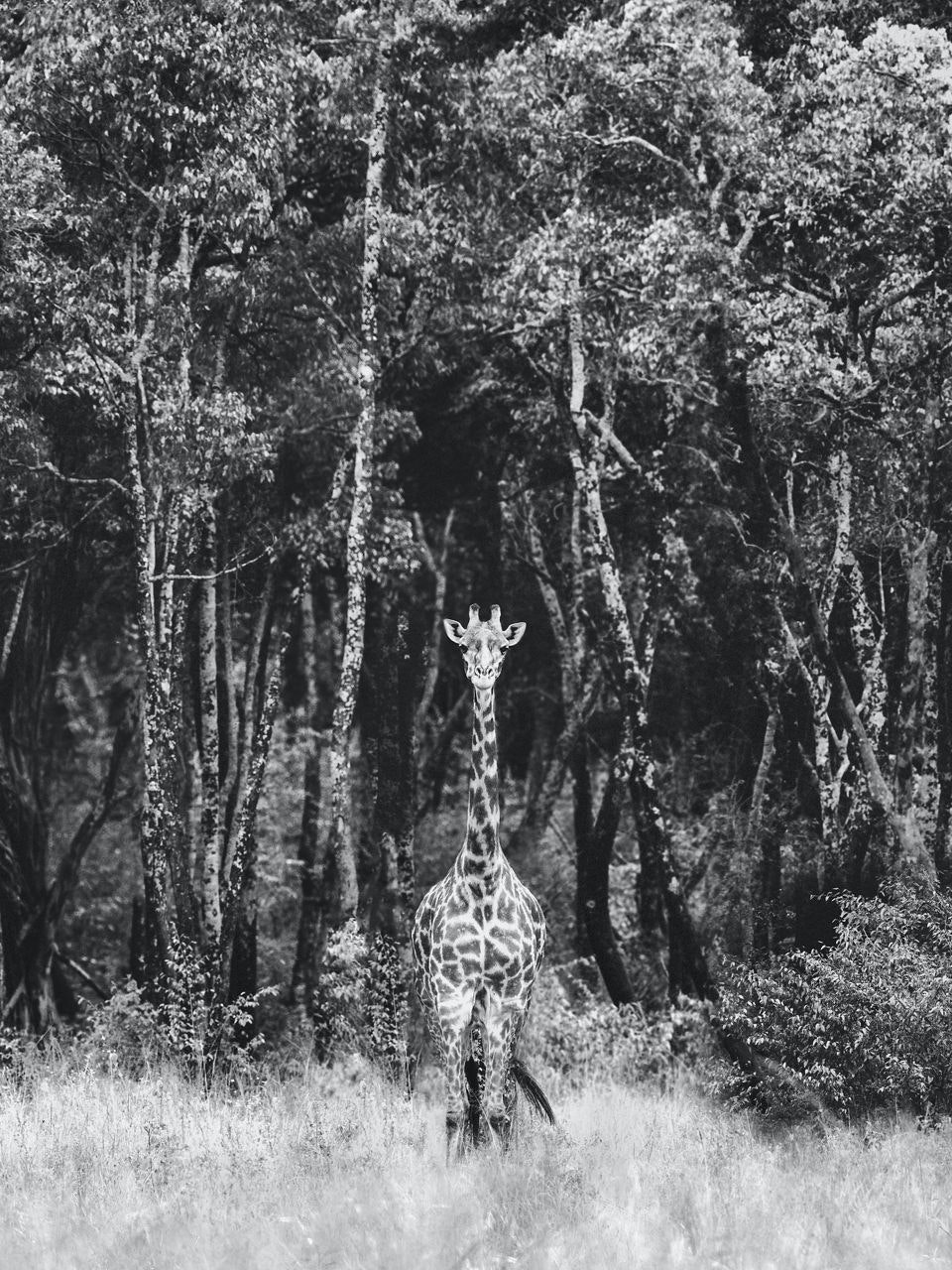 Outside the Forest by Marina Cano | Banana Republic