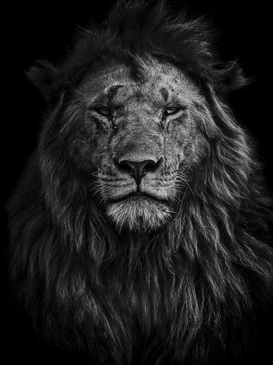 Pride 1 by Marina Cano | Banana Republic