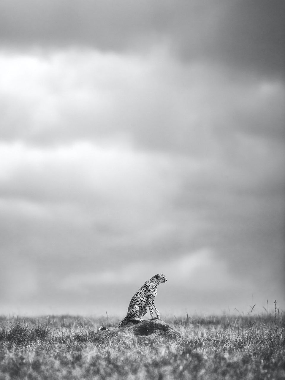 The Look Out by Marina Cano | Banana Republic