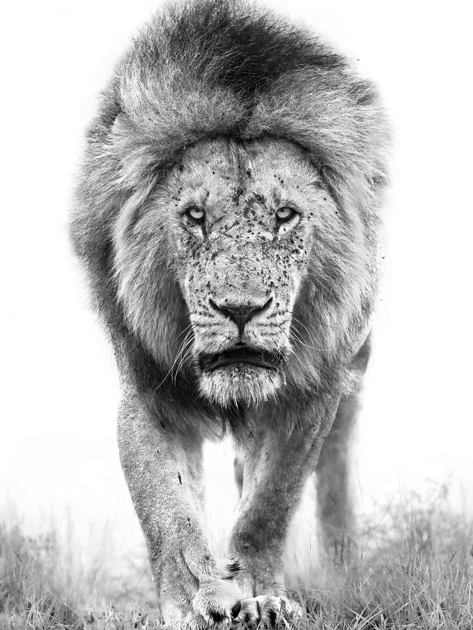 The Walk by Marina Cano | Banana Republic