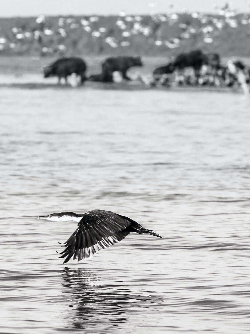 Waterscape Uganda by Nathan DeHart | Banana Republic