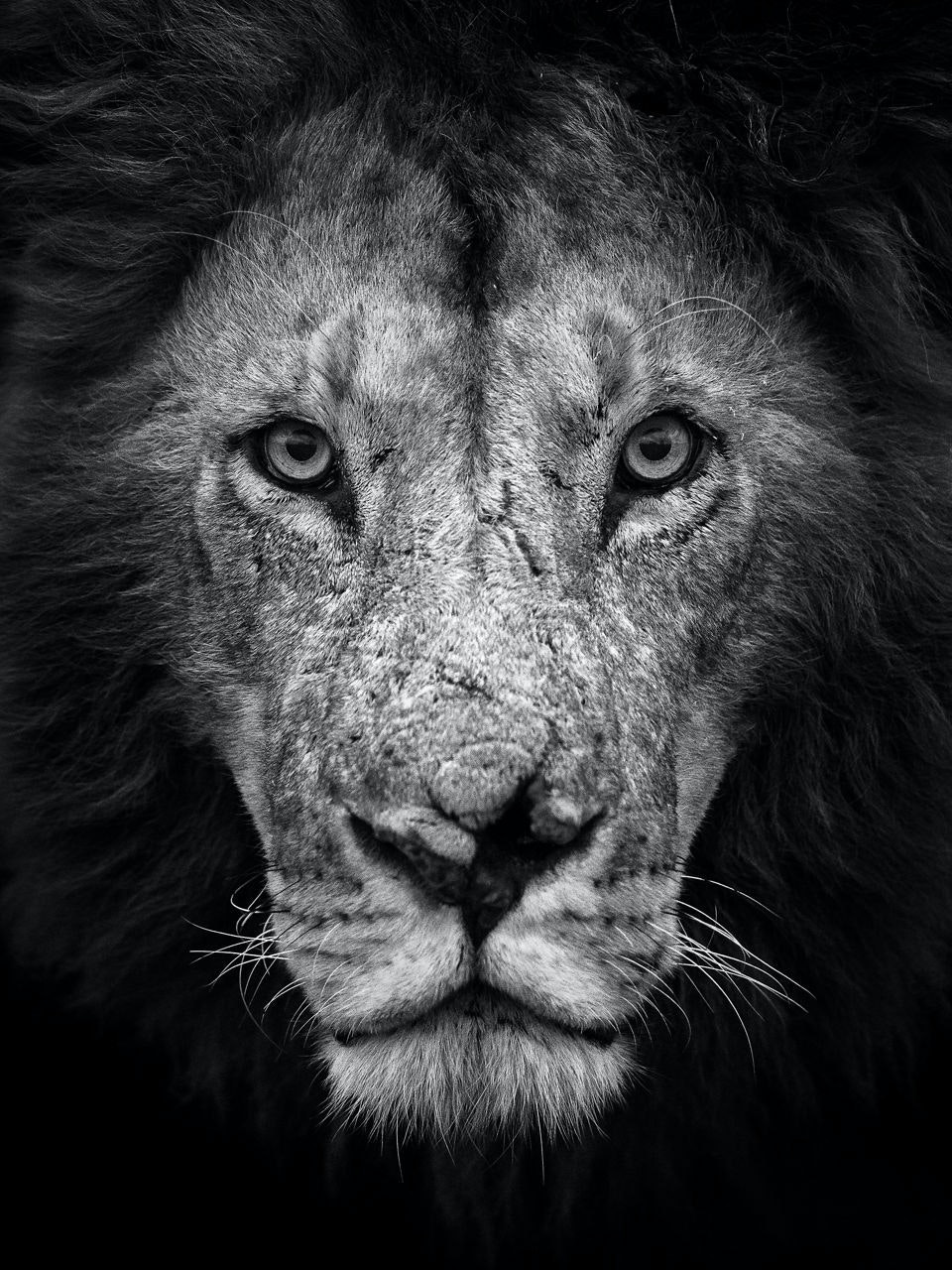 Wild Warrior 2 by Marina Cano | Banana Republic