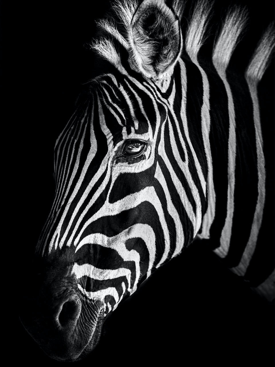 Zebra Portrait 1 by Nathan DeHart | Banana Republic