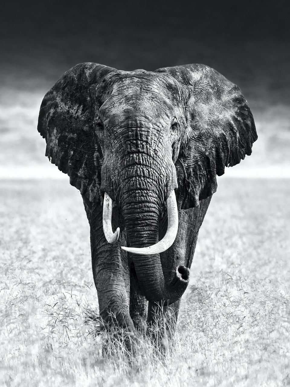 A Giant in the Land 4 by Marina Cano | Banana Republic