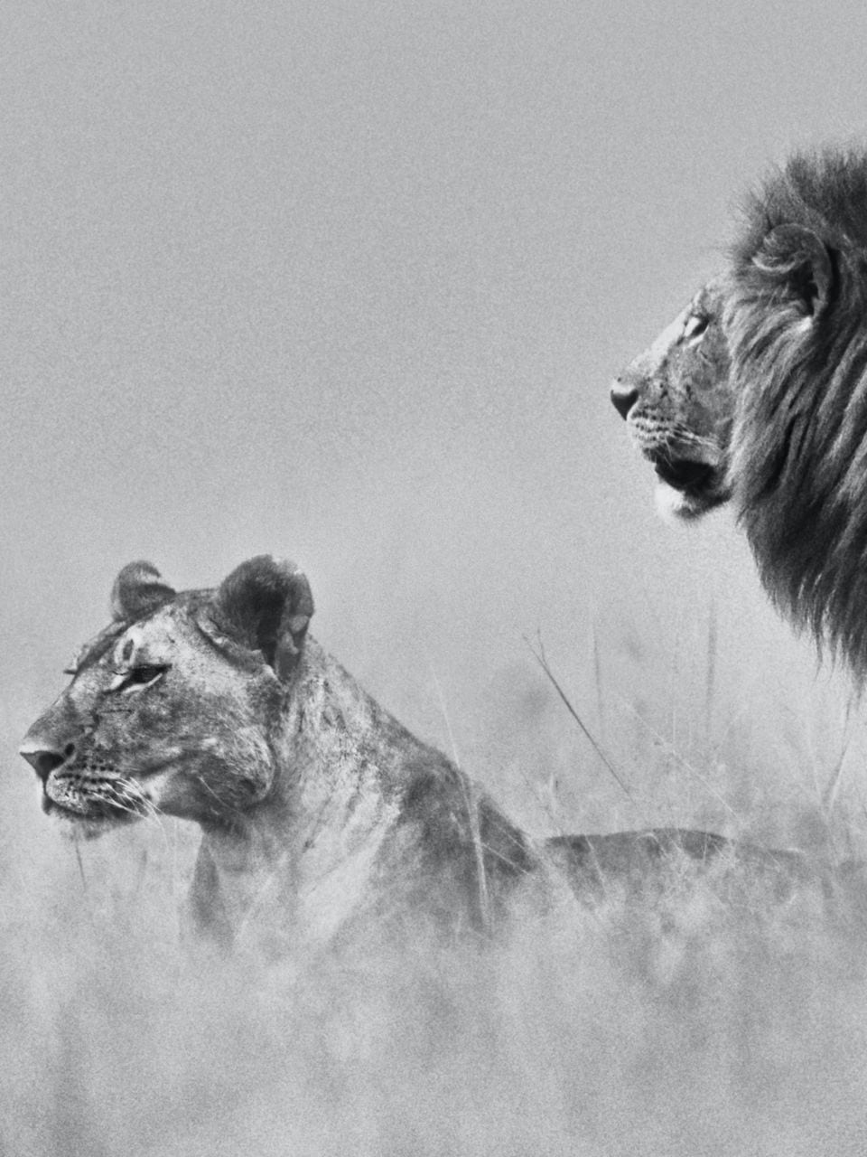 Wild Afterglow 2 by Marina Cano | Banana Republic