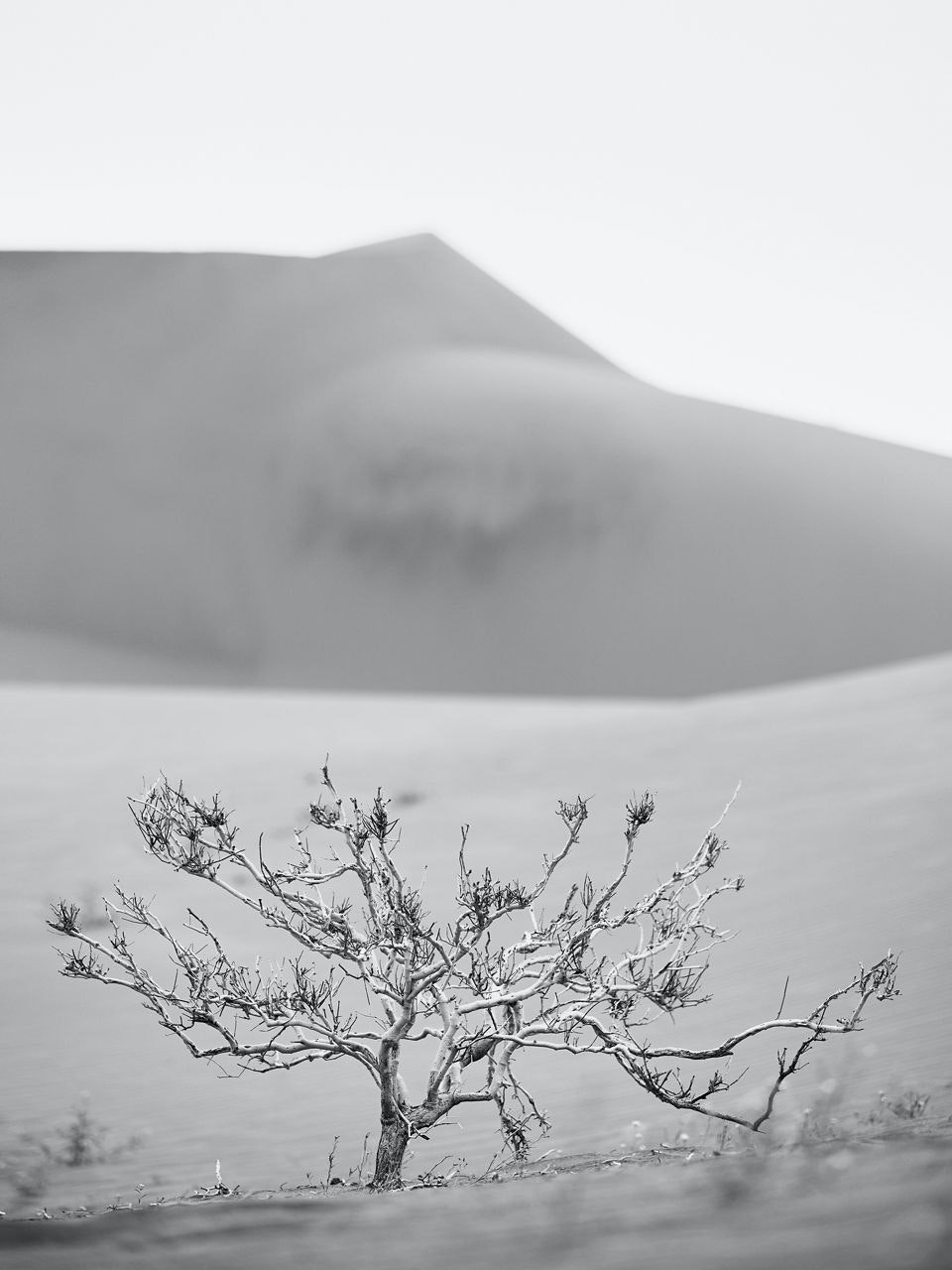 Moroccan Desert 5 by Alex Del Rio | Banana Republic